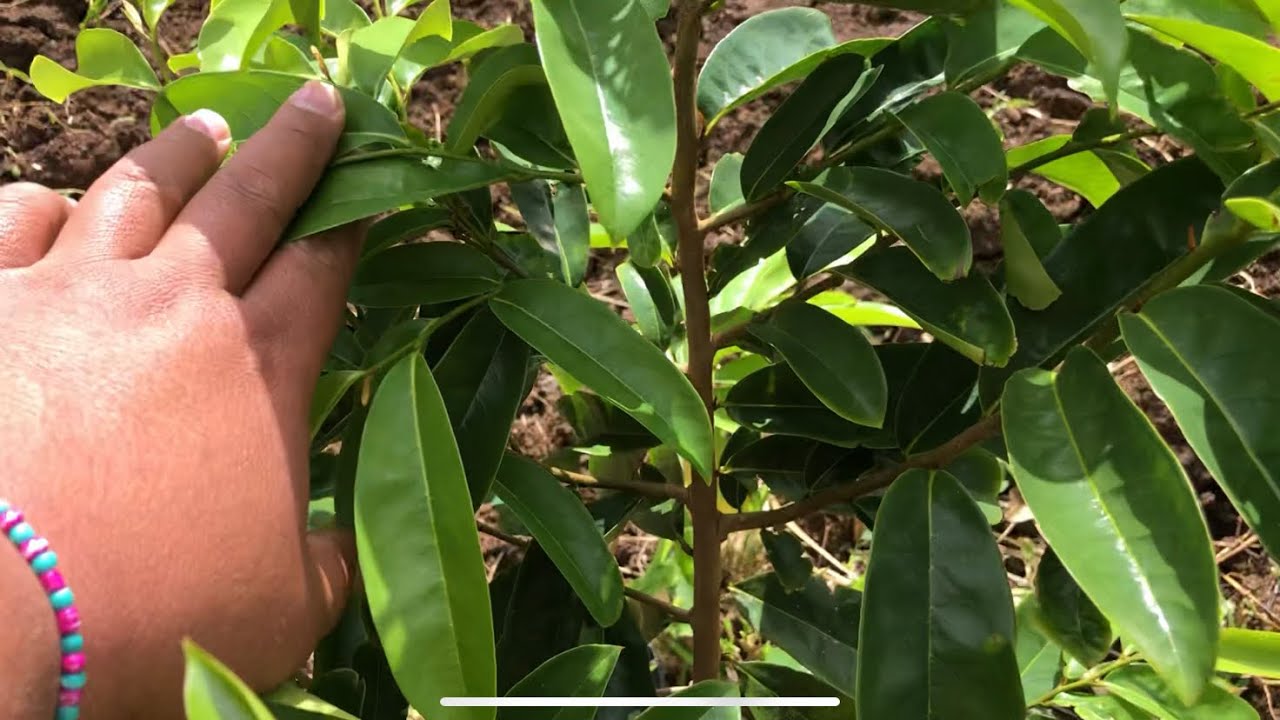 Growing SOURSOP (15 months old) - YouTube