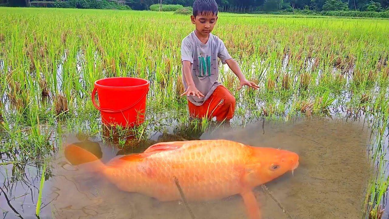 Amazing Hand Fishing by Hand | Expert Boy Catching Big Fish by Hand in ...