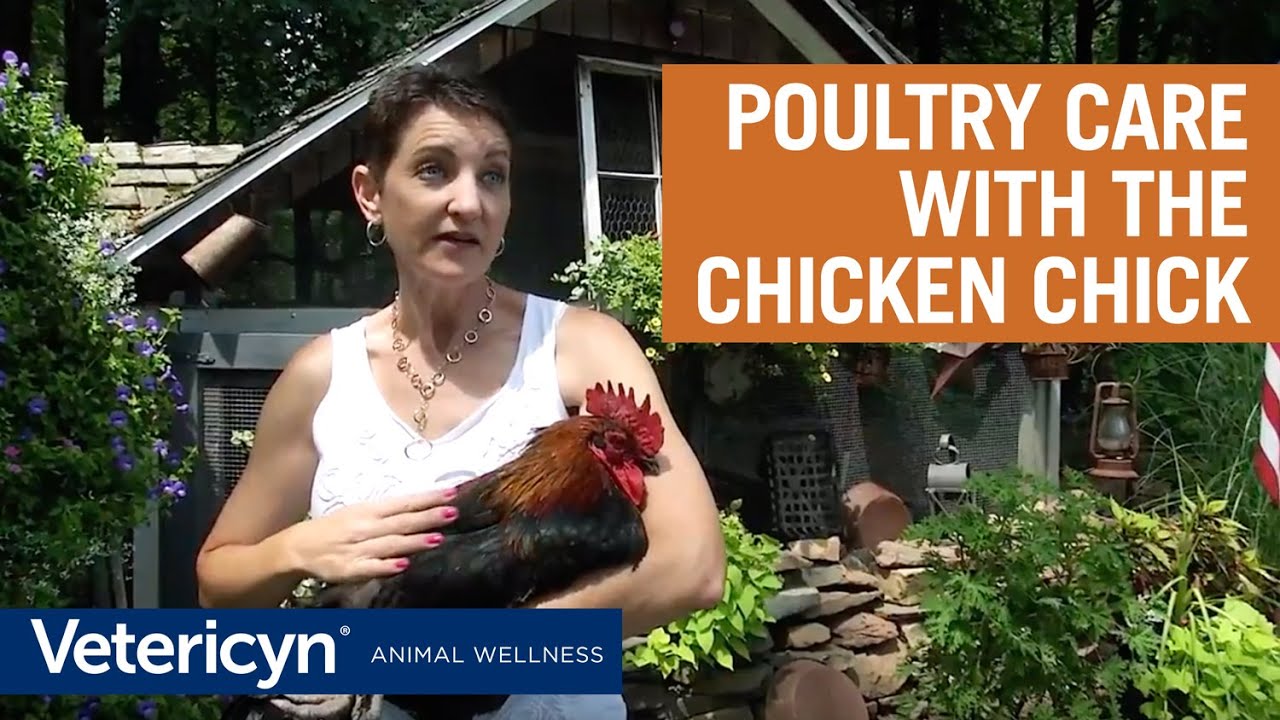 Why The Chicken Chick Loves Vetericyn Poultry Care Wound Spray - YouTube