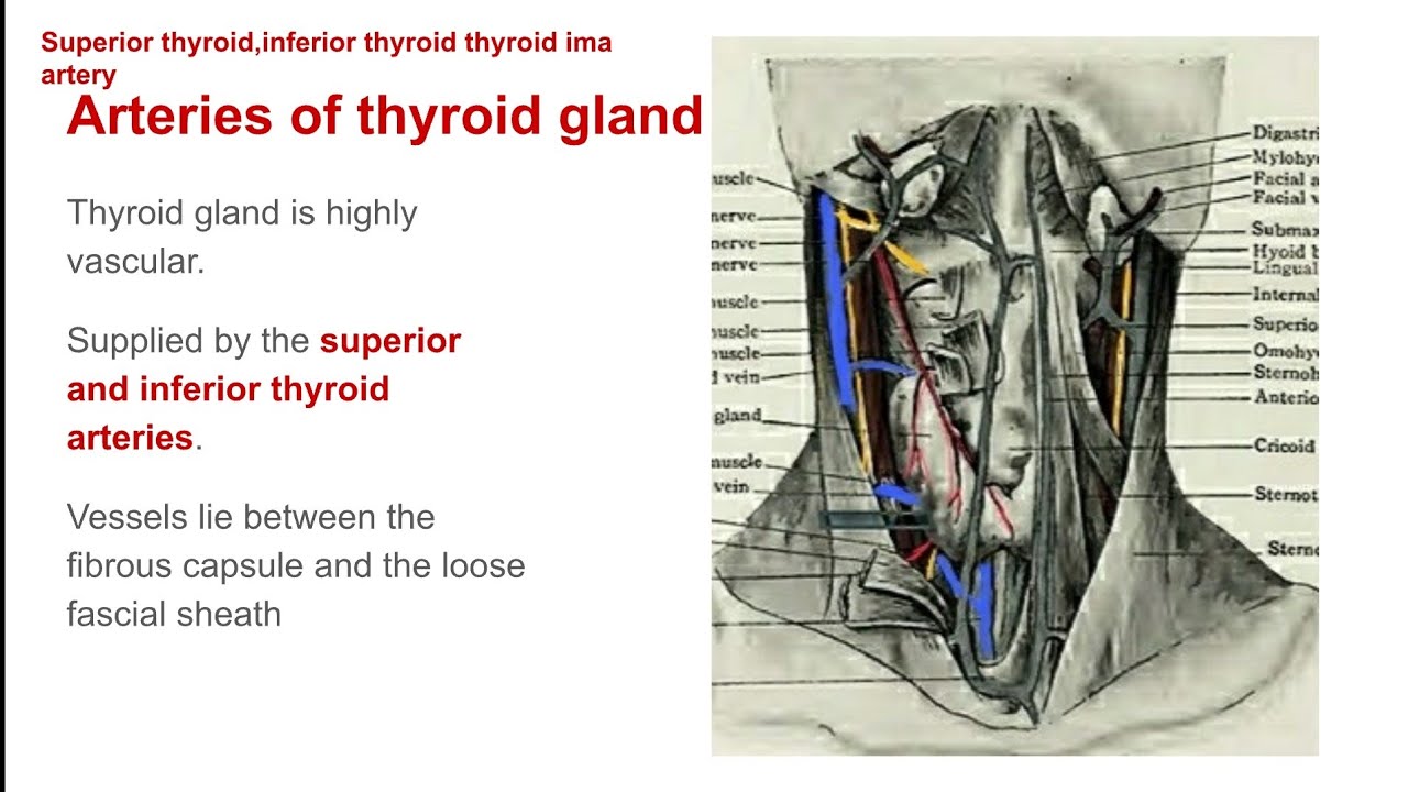 Thyroid Anatomy Nerves Thyroid Anatomy Nerves