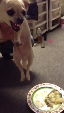 Psycho Dog - YouTube