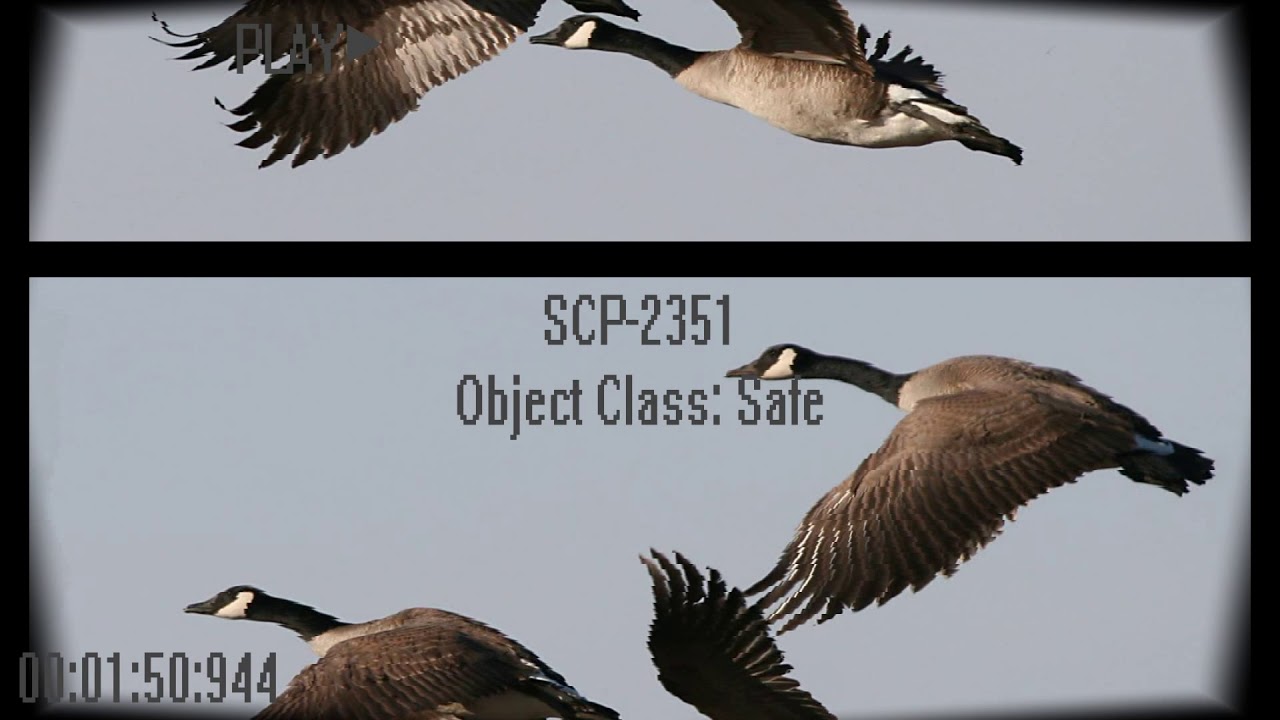 SCP-2351 Reading - YouTube