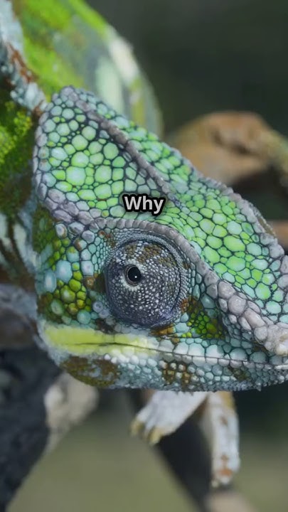 The Mind Blowing Science Behind Chameleon Color Changes - YouTube