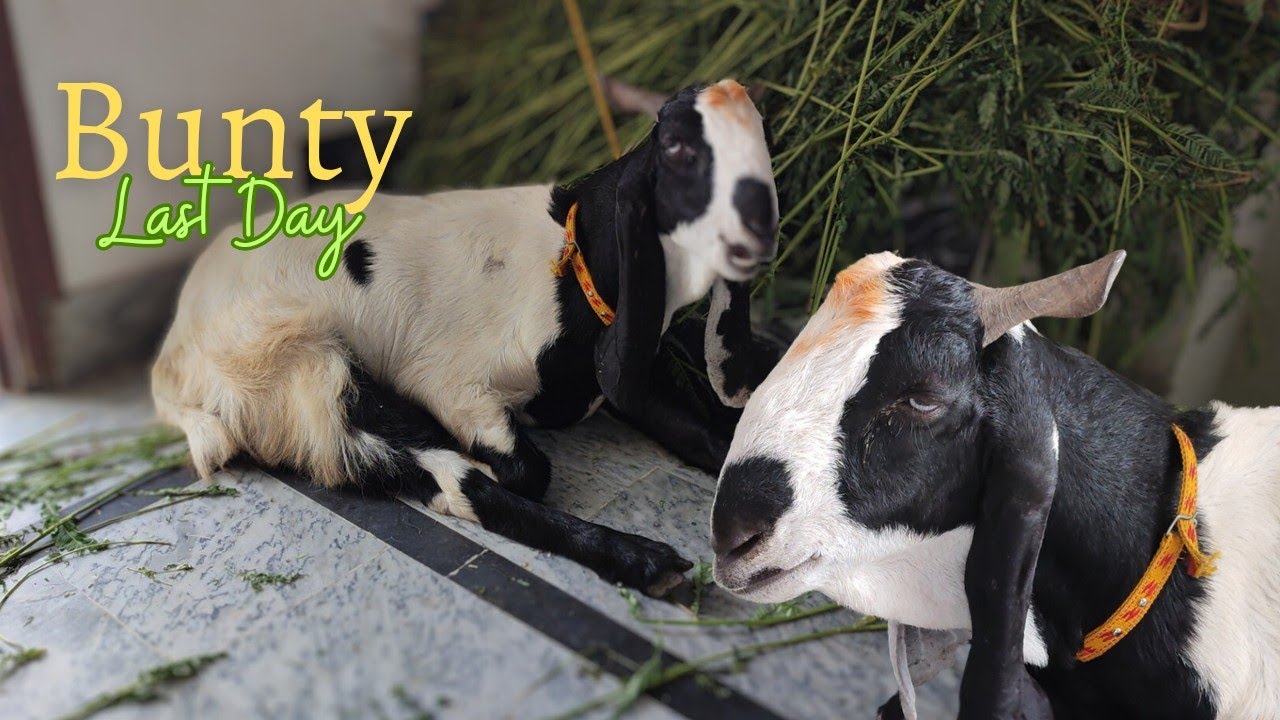 Bunty Aj Ka Mehman Hai || Bakra Eid || Vlog || Sumbal Rana - YouTube