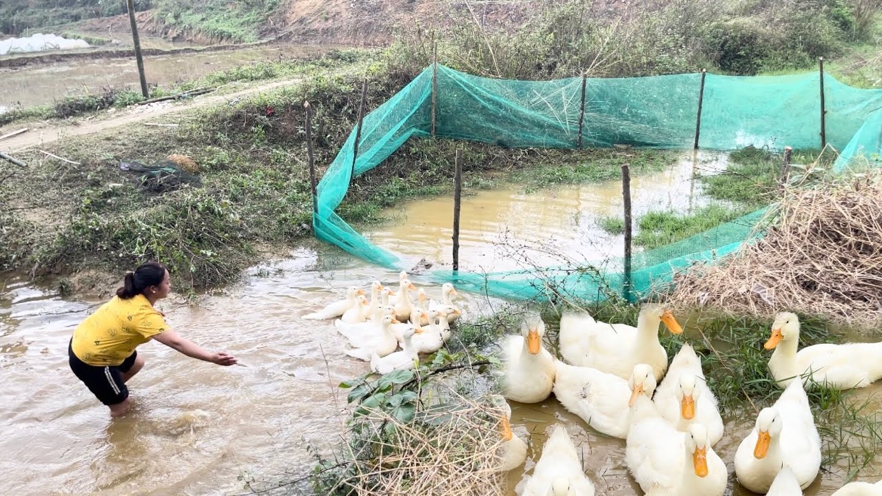 Make a shelter for ducks; First day of work in the new year, working as ...