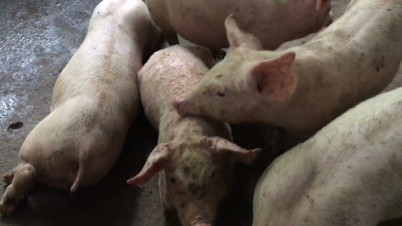 Swine Erysipelas (Diamond skin lesion) - YouTube