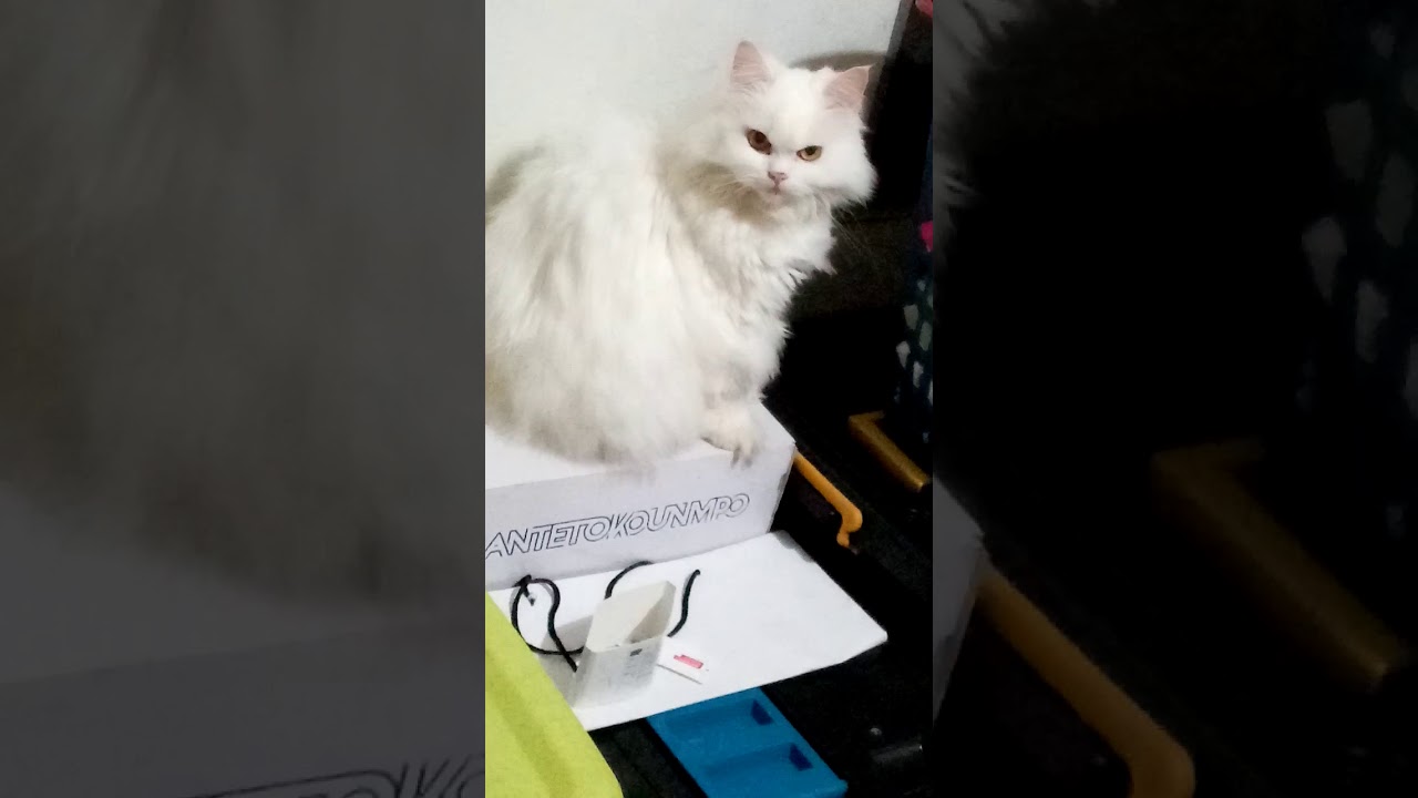 MARCUS THE CAT GROOMS - YouTube