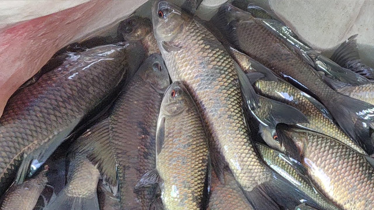 labeo calbasu Fish Hatchery of Bangladesh | Good Quality Black Rohu ...