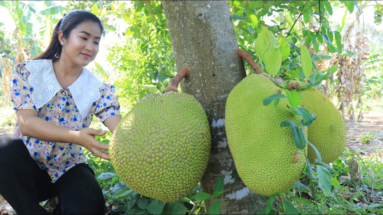 It's time to pick jackfruit to make it ripen / Jackfruit stuffed sticky ...