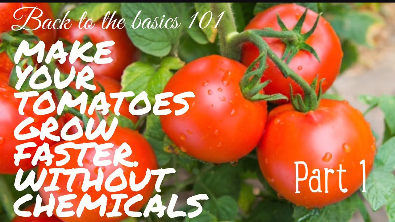 Tomato bucket trick, tomatoes grow much faster. Part 1 - YouTube