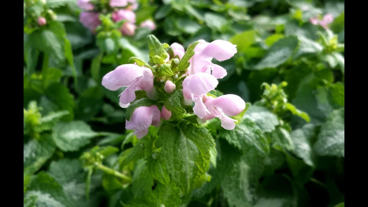 Best Perennials - Lamium 'Shell Pink' (Dead Nettle) - YouTube