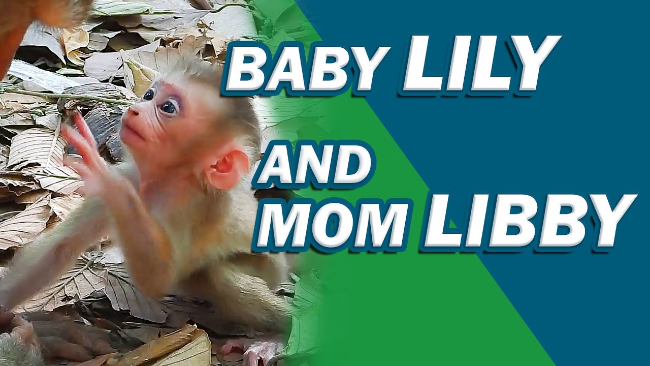 Watch Lily’s Daily Training Adventure with Loving Mama Libby! - YouTube