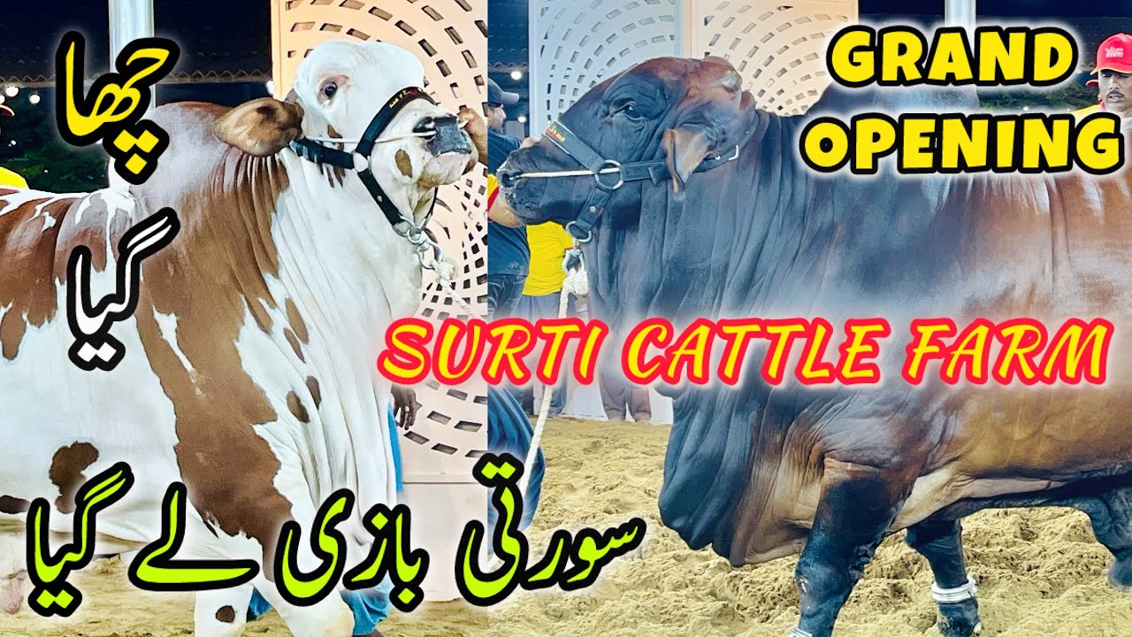 Surti Cattle Farm Season 2024 Opening | Cat Walk | Biggest Bulls | Cow ...