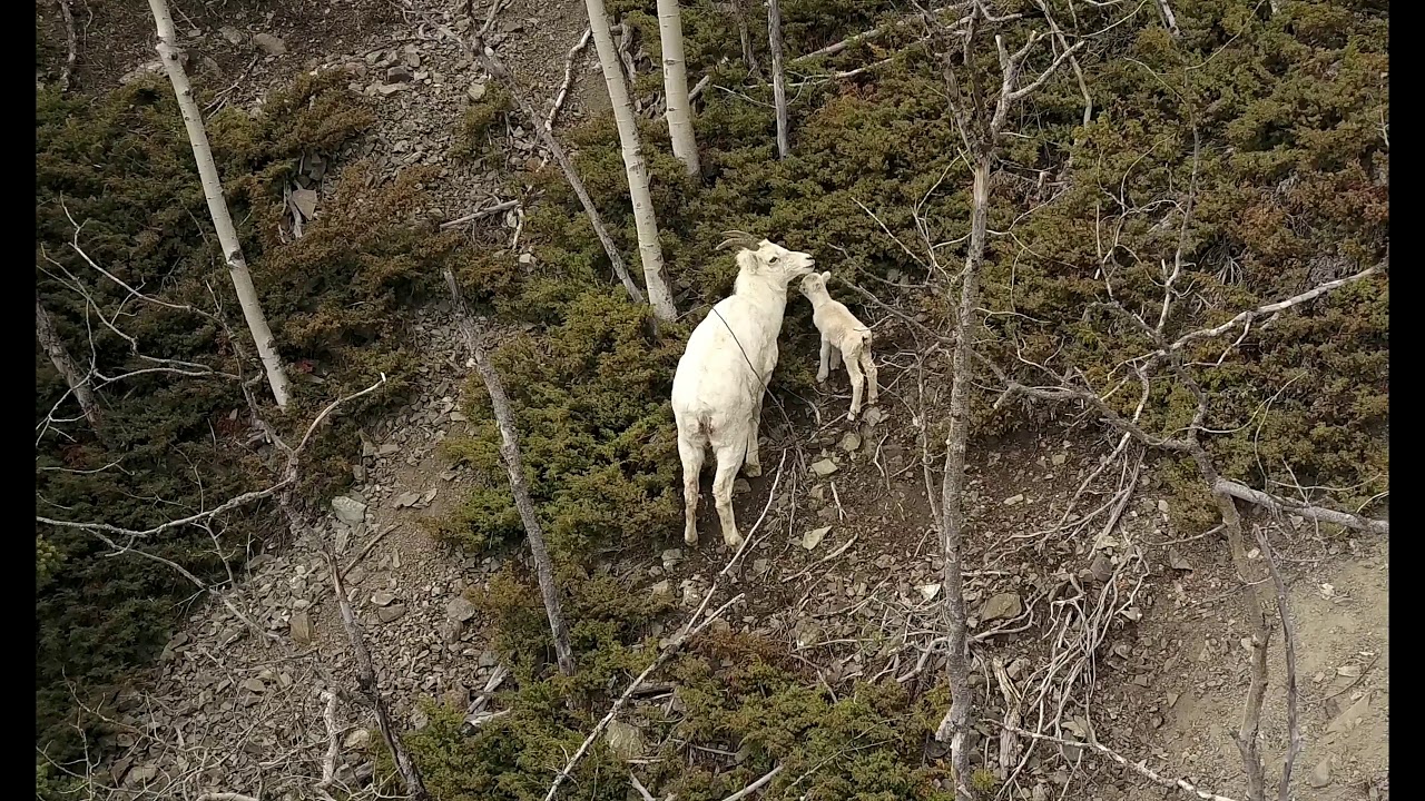 Alaska Dall Sheep, Newborn lamb - YouTube