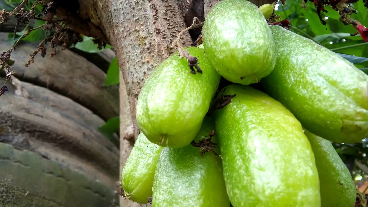 බිලිංචා bilincha - YouTube