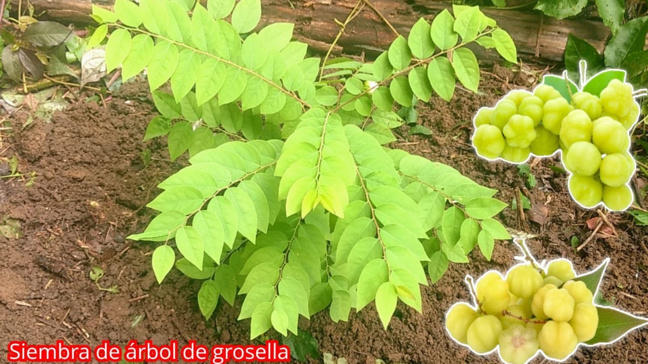 siembra de árbolito de grosella estrellada - YouTube