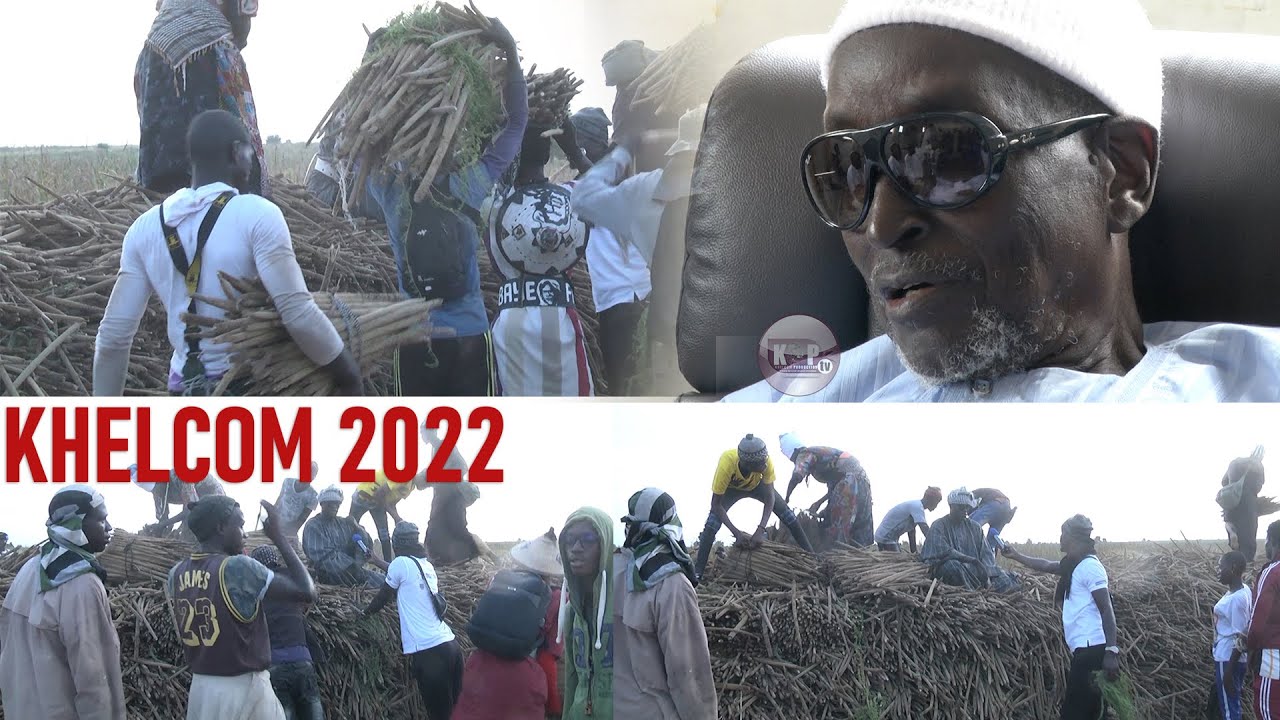 🔴Khelcom 2022 Ligeeyal Serigne Saliou rekk moo worr, Réactions des talibe Seringe Cheikh ...