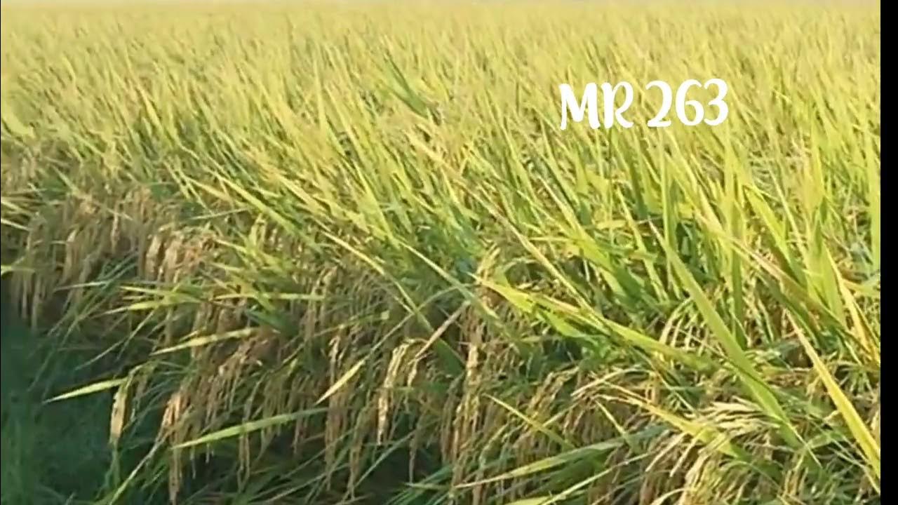 padi unggul Mr 263 - YouTube
