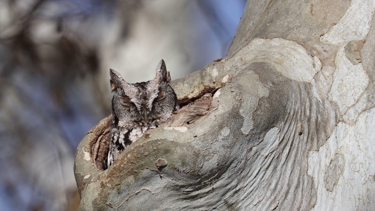 Eastern screech owl sunbathing on quiet winter day - YouTube