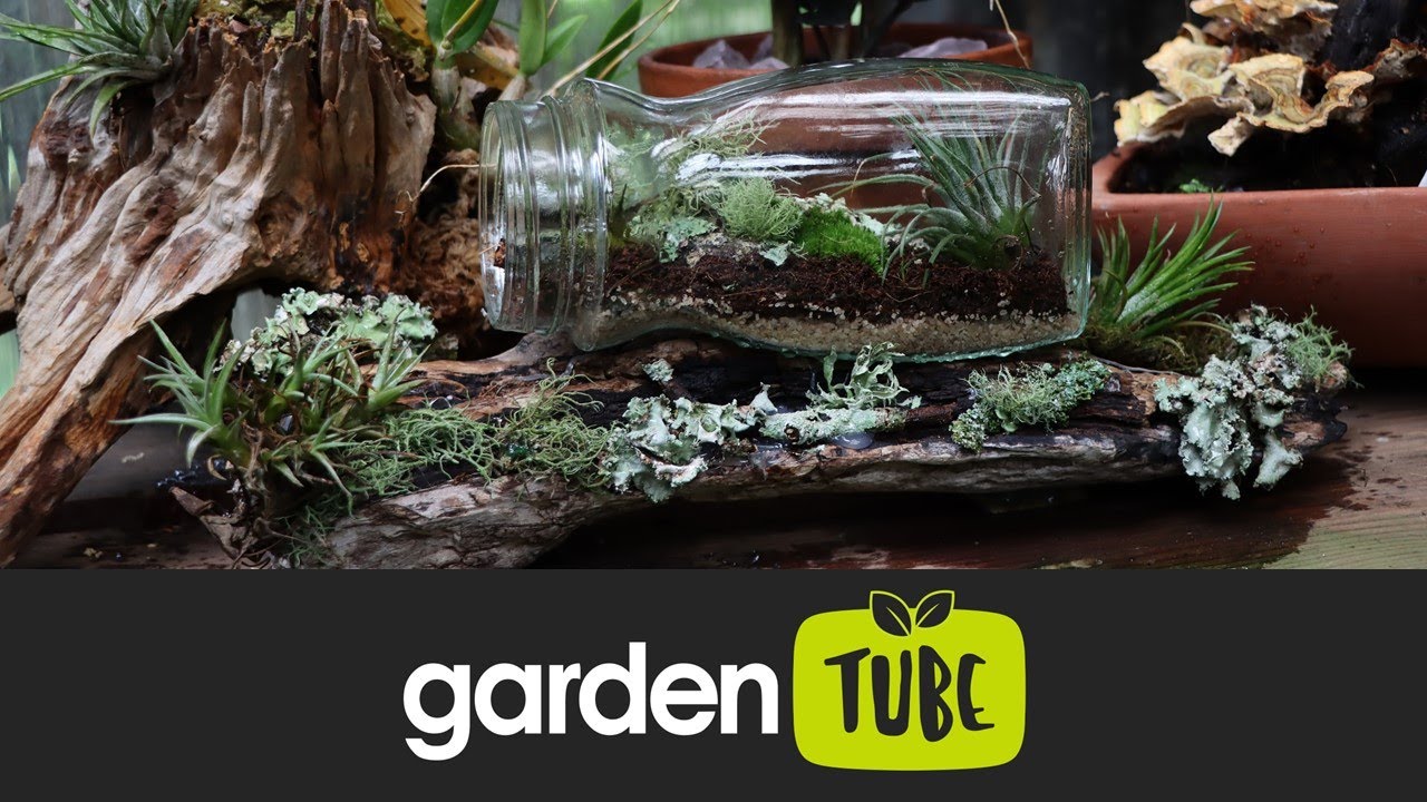 Plant Your Own Forest In A Bottle - YouTube