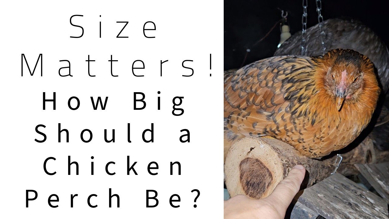 Size Matters! How Big Should a Chicken Perch Be - YouTube