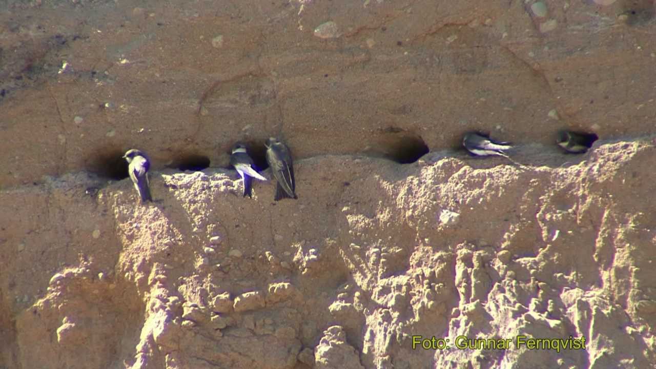 BACKSVALA Common Sand Martin (Riparia riparia) Klipp - 348 - YouTube