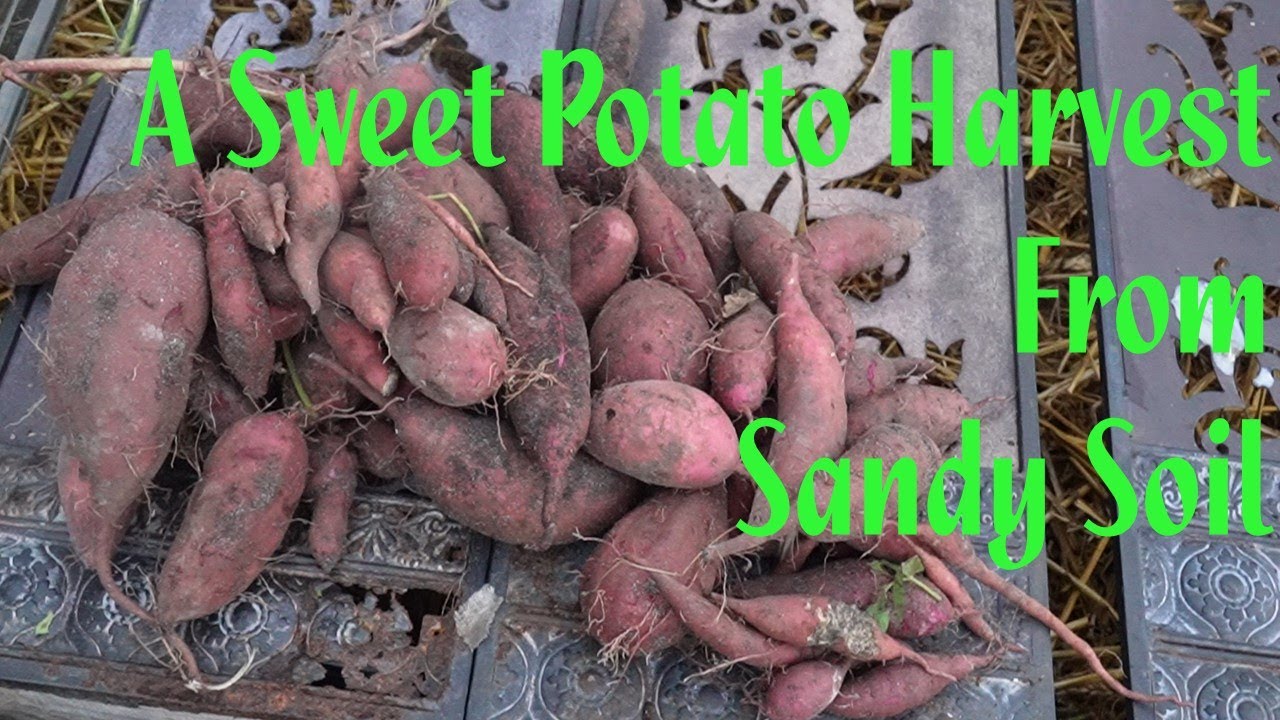 A Sweet Potato Harvest From Sandy Soil - YouTube