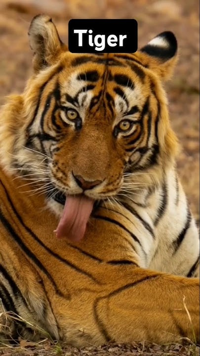 T 86 tiger jon 2 Ranthmbhore National park sawai madhopur #tiger #ranthambhore #youtube #ytshort ...