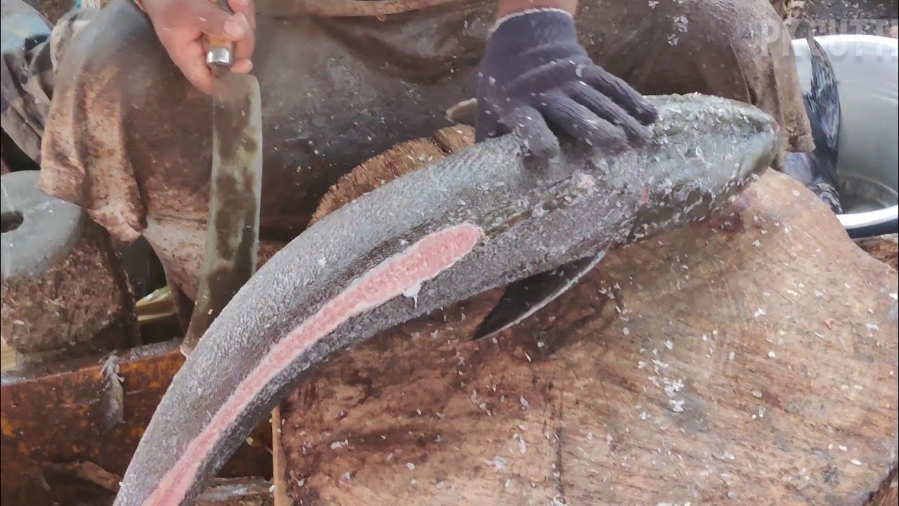 kasimadu kadel viral fish cutting - YouTube