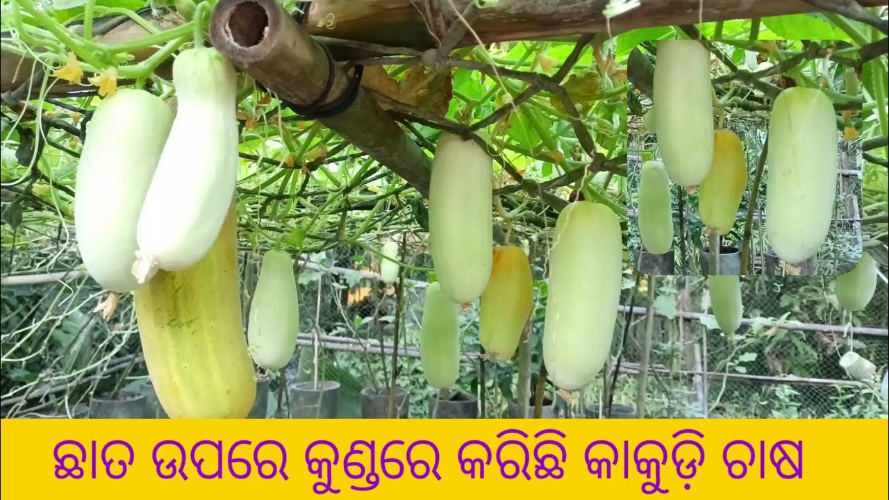 ଛୋଟ ଛୋଟ କୁଣ୍ଡରୁ କେମିତି ପ୍ରୋଚୂର କାକୁଡ଼ି ପାଇ ପାରିବେ।how to grow cucumber ...