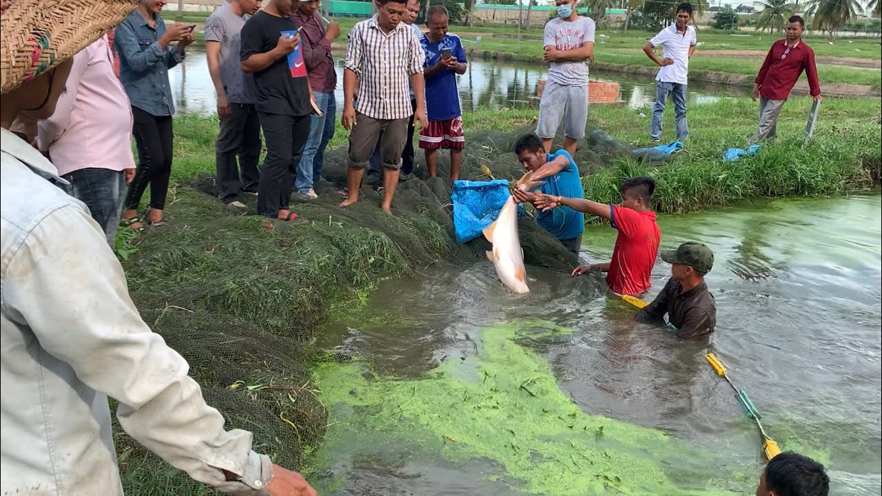 Fish Catching in Pond - People Catching Big Fish in Pond - Big Fish ...