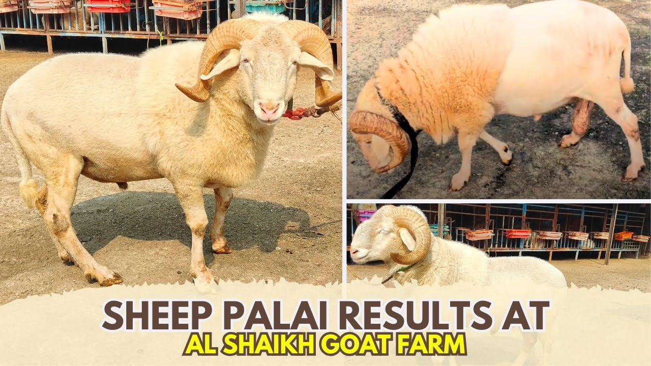 Sheep Palai Results at Al Shaikh Goat Farm | by Al Gani Goats - YouTube