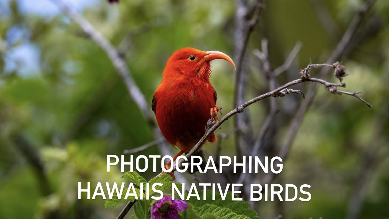 Photographing Hawaii's Native Birds - YouTube
