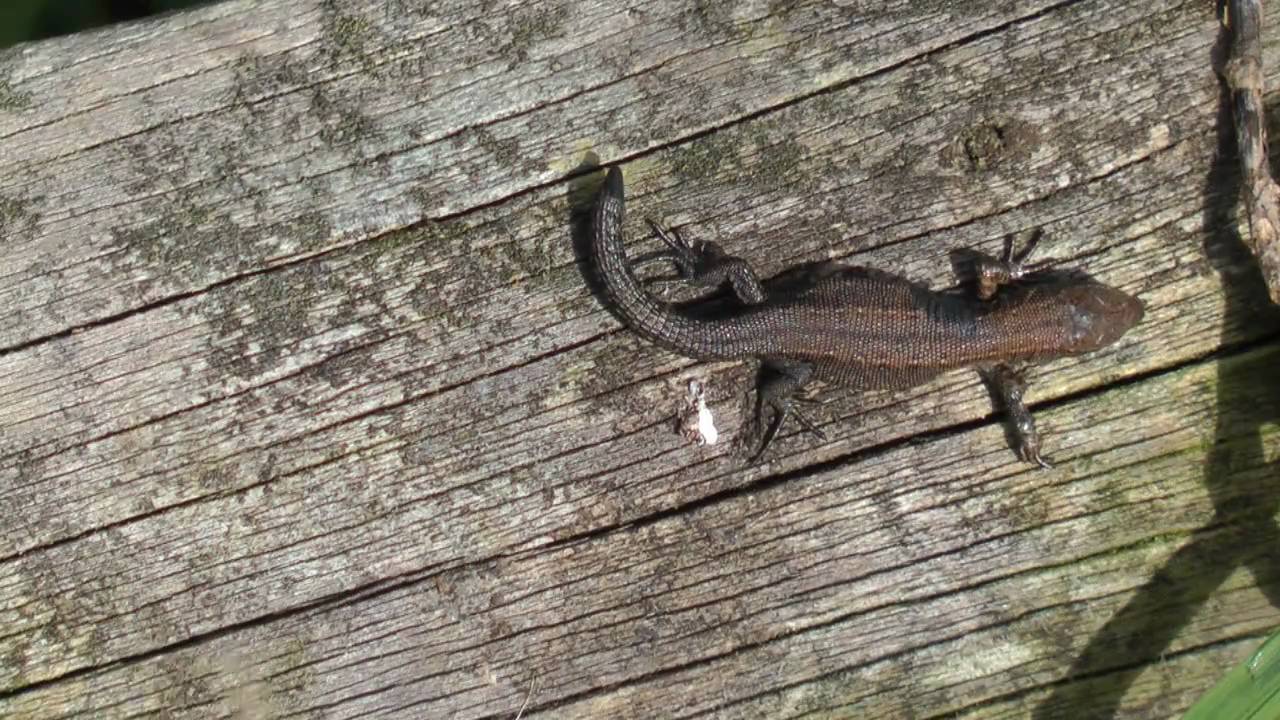 A young Common Lizard with a broken Leg - YouTube