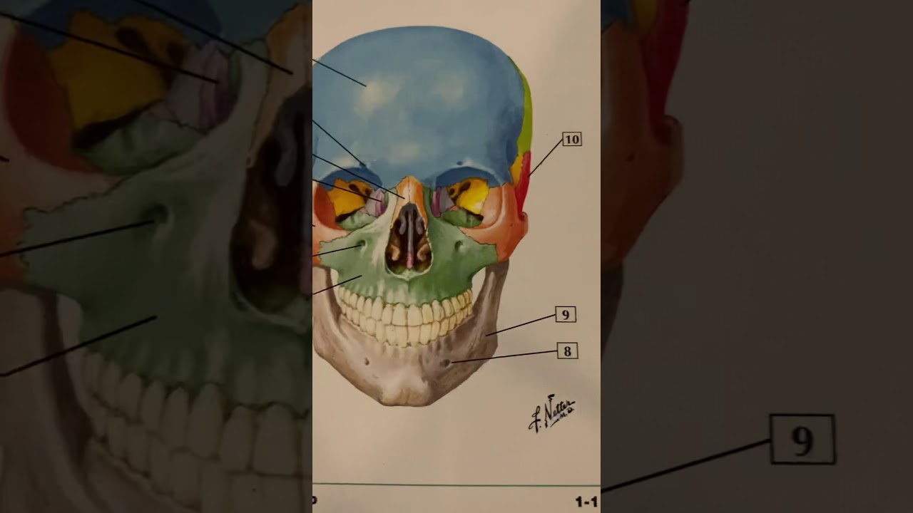 PUNTOS CRANEOMETRICOS - YouTube