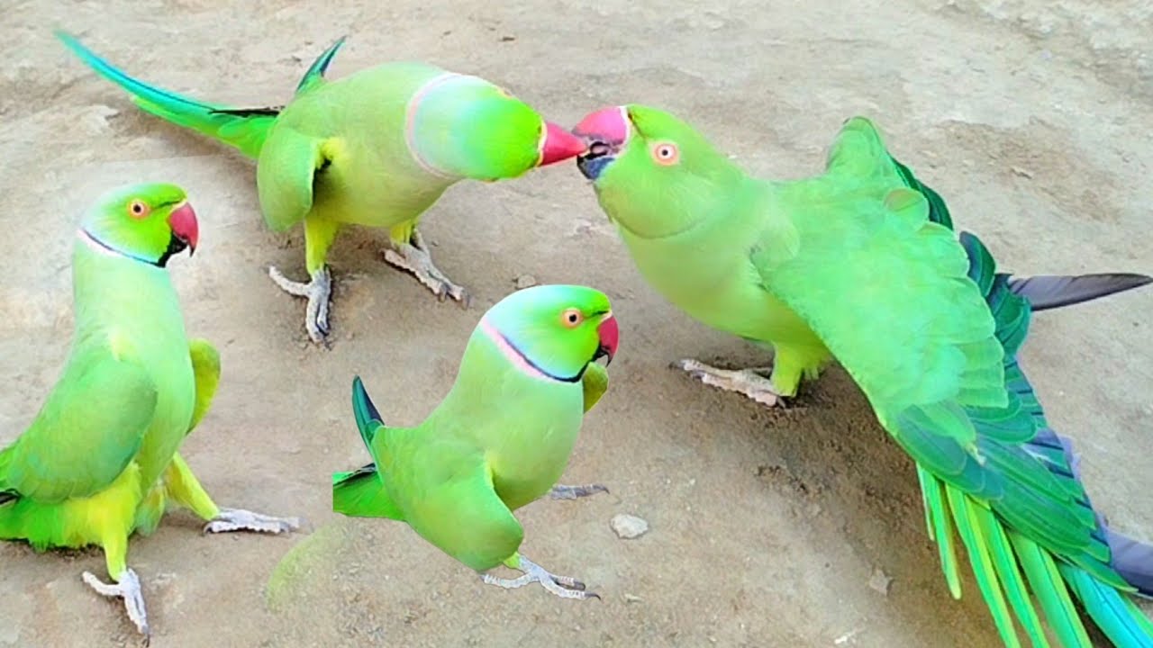Parrot Jora Feed The Masti Parrot - YouTube