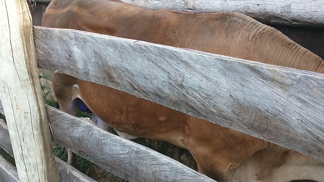 Castração do Touro, estava cerqueiro de mais. - YouTube