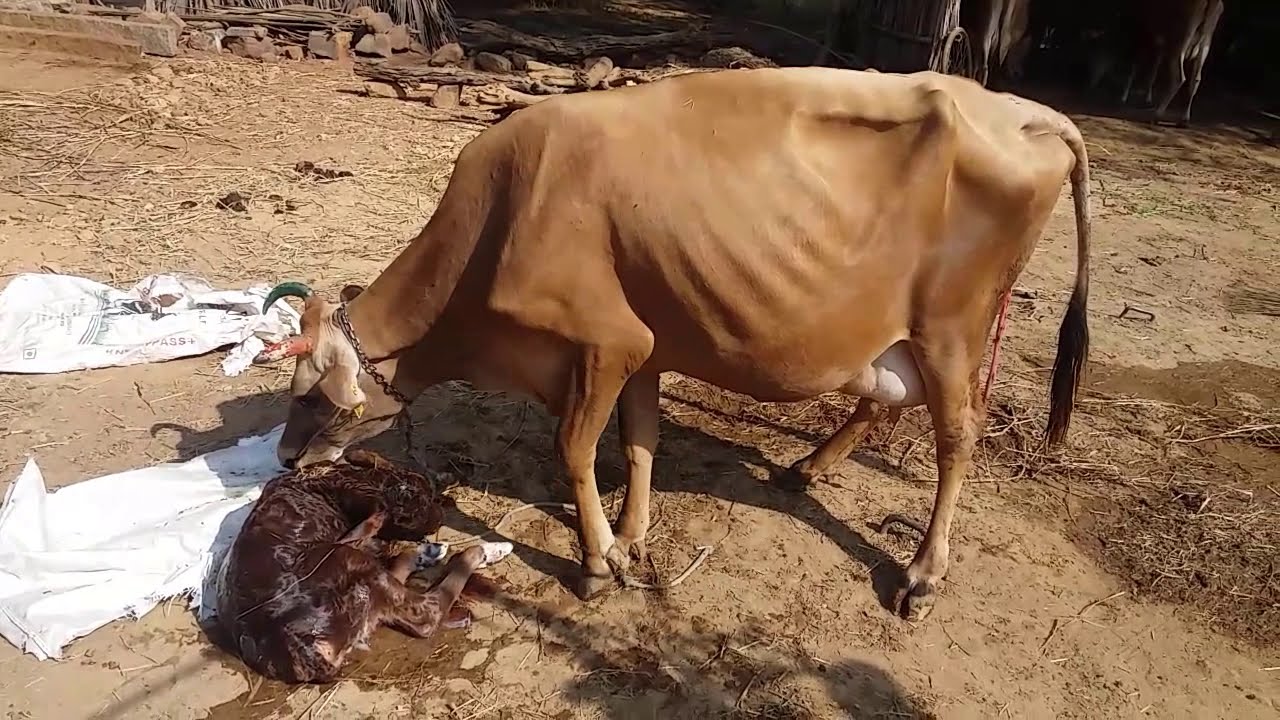 Amazing Battle of Birth | Cow give Birth | A New Life to the Earth ...