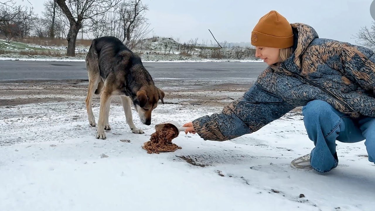 Hungry Dog Didn’t Trust Humans… Until This Moment - YouTube