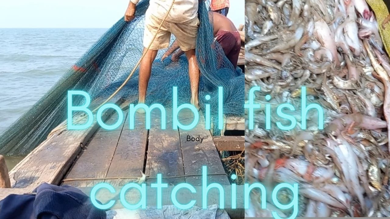 બૂમલાં ની માછીમારી | HOW TO CATCH BOMBIL FISH || INDIAN OCEAN || - YouTube