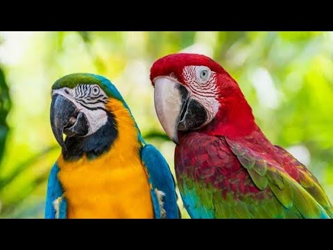 Macaws Parrot. Macaws Live in Their Natural Habitat Really Stunning ...