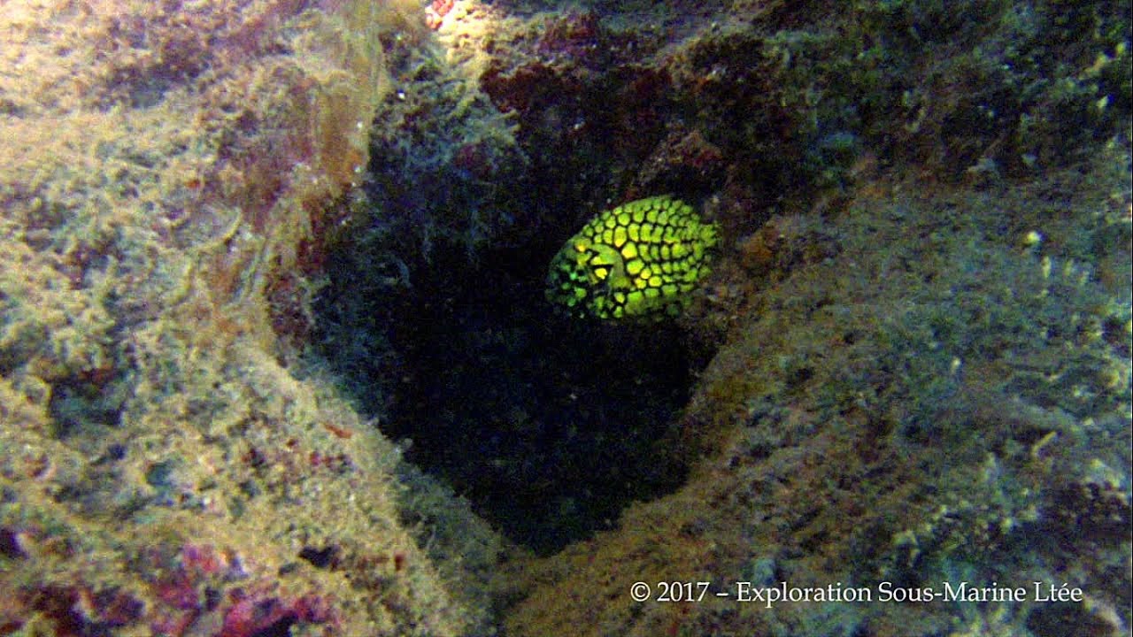 ExploSM Rare Sighting of Pineapple Fish / Rare Trouvaille du Poisson ...