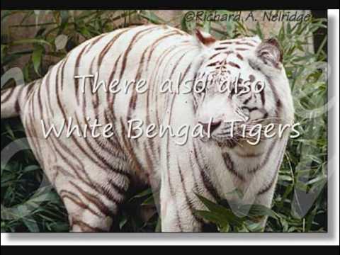 Top 10 Most Dangerous Animals In Asia - YouTube