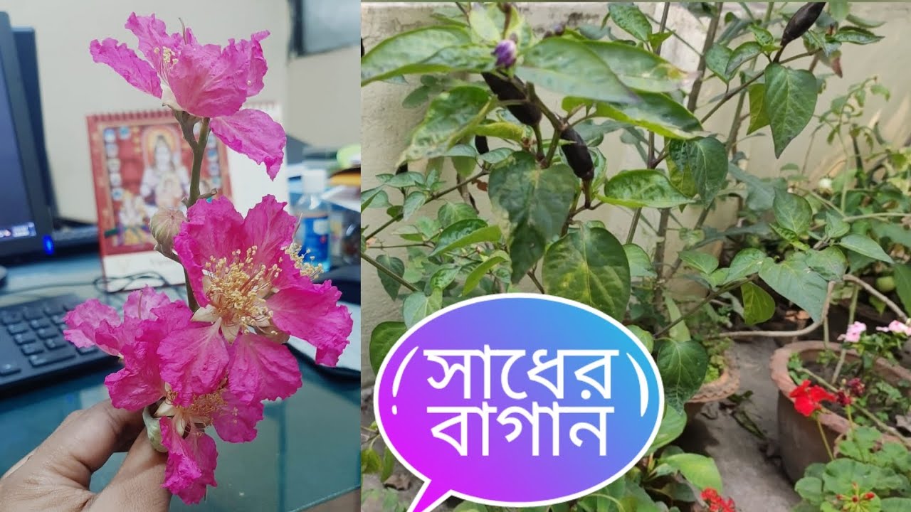 Flower //Love// chhad Bagan// garden//west bengal// India - YouTube