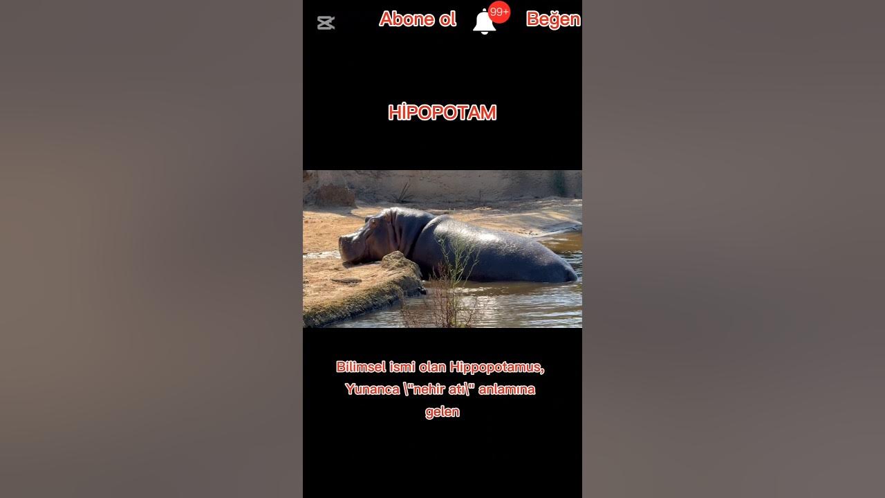 HİPOPOTAM nasıl bir hayvan ? Özellikleri neler? Nerede yaşarlar ? #shorts #keşfet #safari #bilgi ...