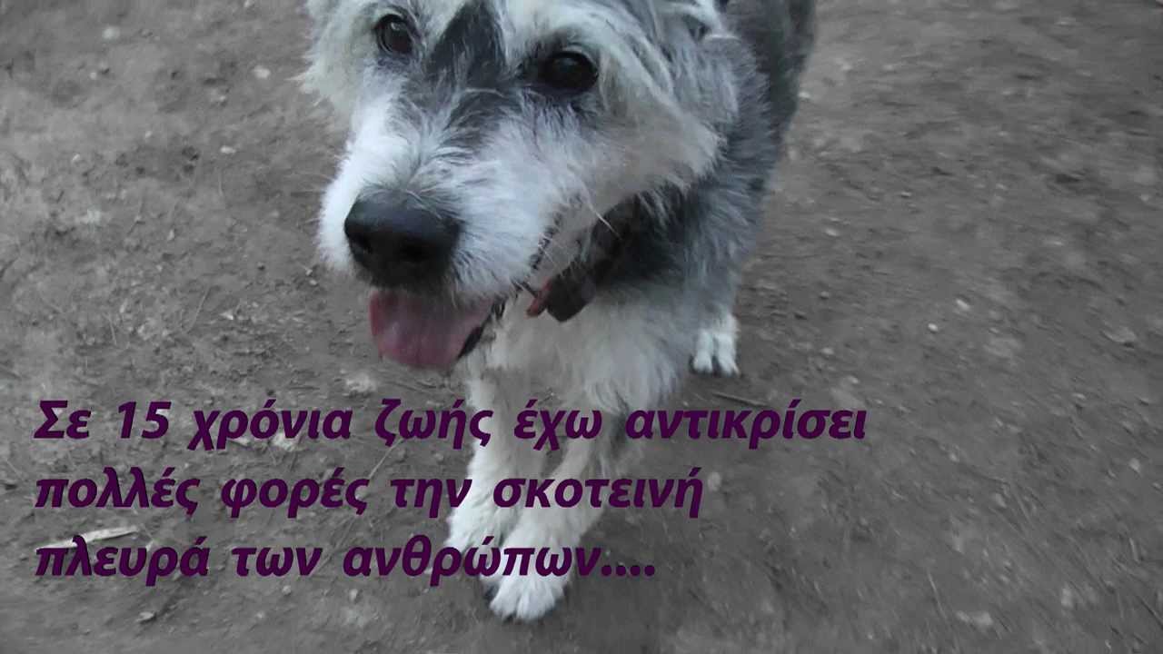 Υιοθέτησε ένα αδέσποτο. Σε έχει μεγάλη ανάγκη ! - YouTube