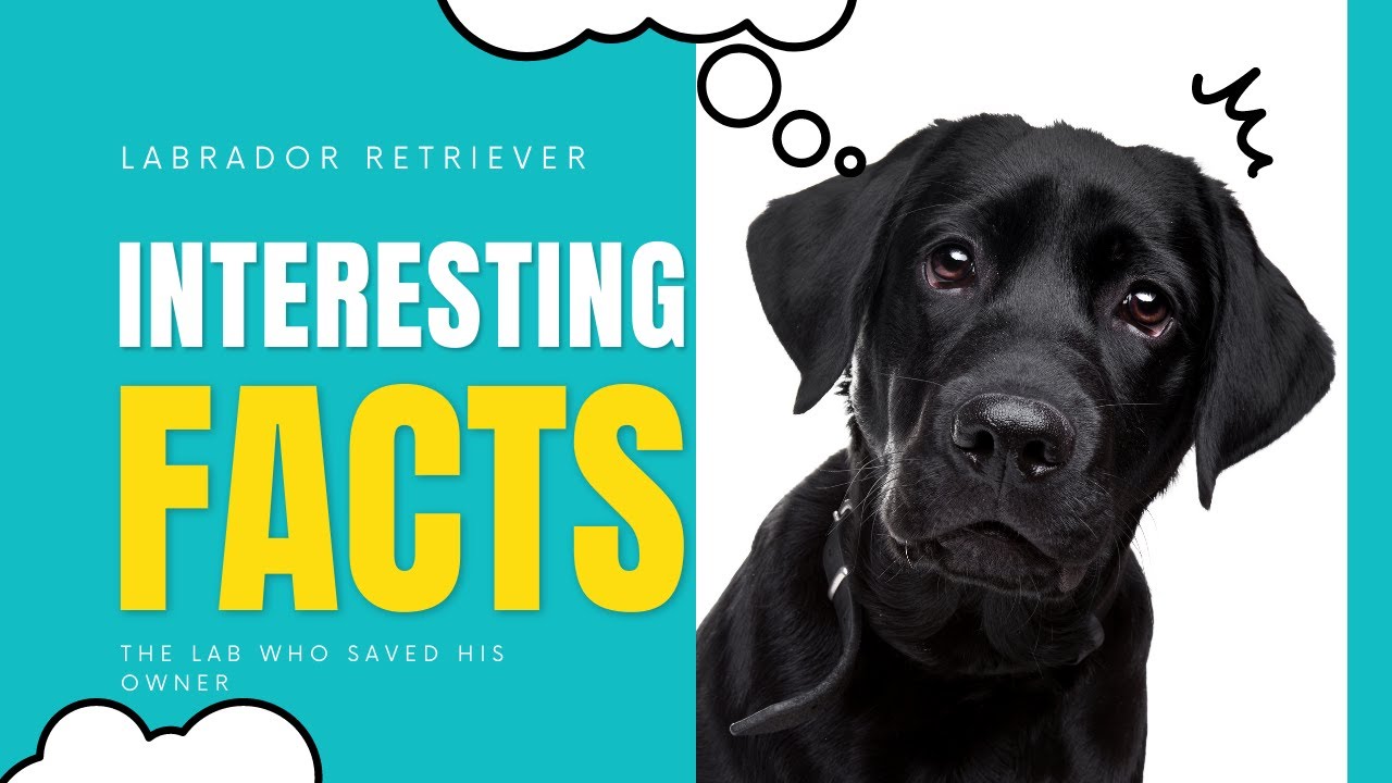 LABRADOR RETRIEVER | FUN FACTS | SHORT STORY ABOUT MAX WHO SAVED HIS ...
