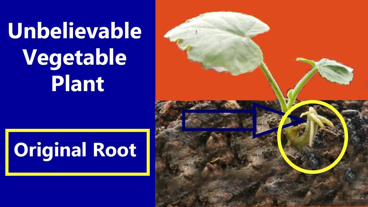 What happened why didn't have original root but create new root ...