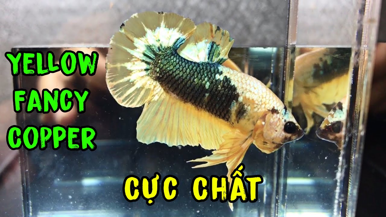 Fancy Copper| Mua Cá Betta yellow fancy copper Ánh bộ Đội tại Super ...