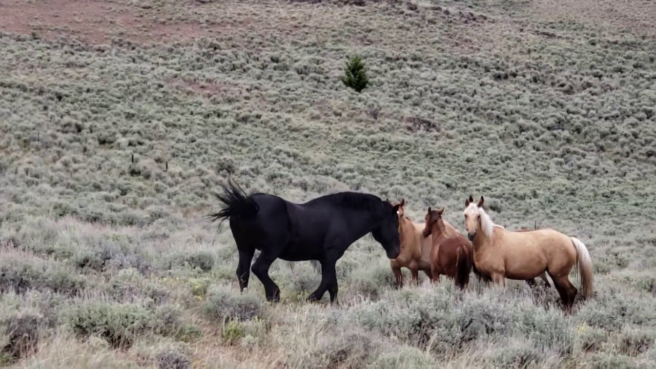 Black Stallion on the Range - YouTube